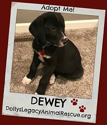 Lincoln, NE - Beagle. Meet DEWEY a Pet for Adoption - AdoptaPet.com