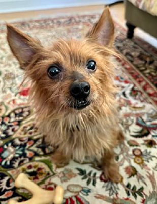 Los Angeles, CA - Yorkie, Yorkshire Terrier/Yorkie Poo. Meet Jack a Pet ...