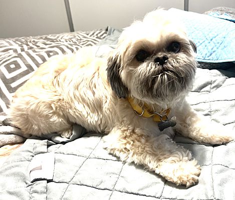 Escondido, CA - Shih Tzu. Meet RYAN a Pet for Adoption - AdoptaPet.com