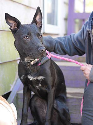 Haskell, NJ - Labrador Retriever/Shepherd (Unknown Type). Meet Missy a ...