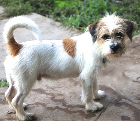 Mansfield, MA - Jack Russell Terrier. Meet Skipper - MEET ME a Pet for ...