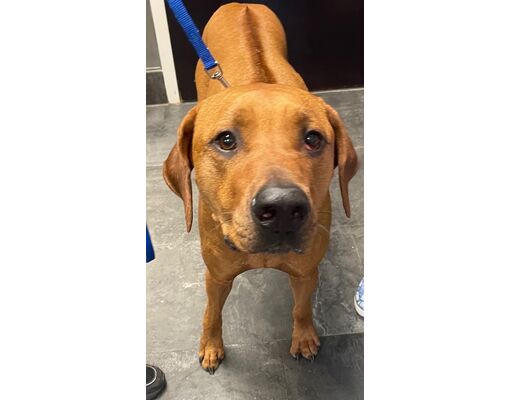 Jackson, MI - Rhodesian Ridgeback/Mixed Breed (Medium). Meet Remi a Pet ...