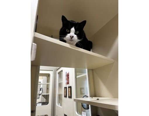 Bangor, ME - Domestic Shorthair/Mixed Breed (Medium). Meet Lily~24/25 ...