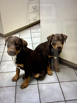 Los Lunas, NM - Rottweiler/Terrier (Unknown Type, Medium). Meet Hank ...