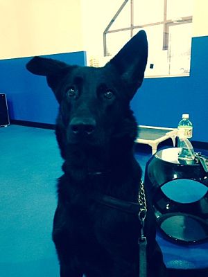 Baltimore, MD - German Shepherd Dog. Meet Radar a Pet for Adoption ...