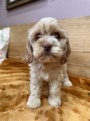 Homer Glen, IL - Cockapoo. Meet Clover a Pet for Adoption - AdoptaPet.com