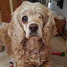 Cocker Spaniel Puppies - Rescue and Adoption Near You