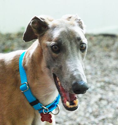Ware, MA - Greyhound. Meet Krewe a Pet for Adoption - AdoptaPet.com