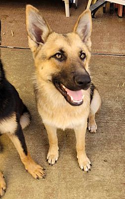 Hagerstown, MD - German Shepherd Dog. Meet Seneca (8mo PUPPY) a Pet for ...