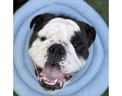 Sacramento, CA - English Bulldog/Mixed Breed (Medium). Meet Pablo a Pet ...