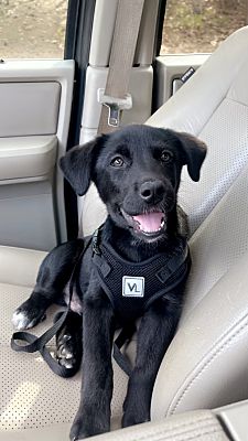 Woodstock, GA - Labrador Retriever. Meet Tux a Pet for Adoption ...