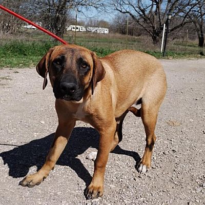 Rochester, NY - Rhodesian Ridgeback/Black Mouth Cur. Meet Teardrop GR a ...