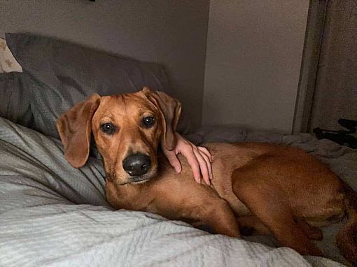 Nashville, TN - Redbone Coonhound/Labrador Retriever. Meet Red a Pet ...