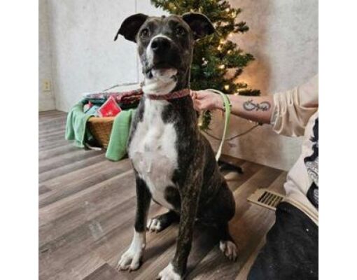 Nashville, TN - Plott Hound/Boxer. Meet Maia JH a Pet for Adoption ...