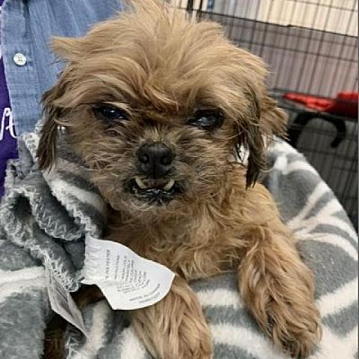 Rocky Mount, VA - Pekingese. Meet Ms. Edith Cornbleet a Pet for ...