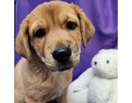 North Myrtle Beach, SC - Golden Retriever/Labrador Retriever. Meet ...