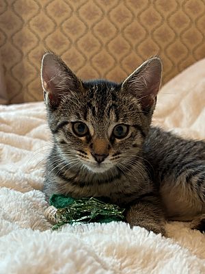 Troy, MI - Tabby. Meet Ruby a Pet for Adoption - AdoptaPet.com