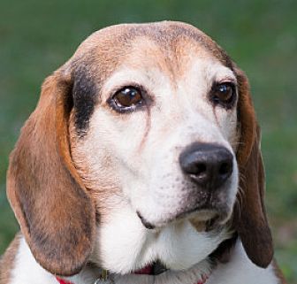 Charlotte, NC - Beagle. Meet Stax a Pet for Adoption.