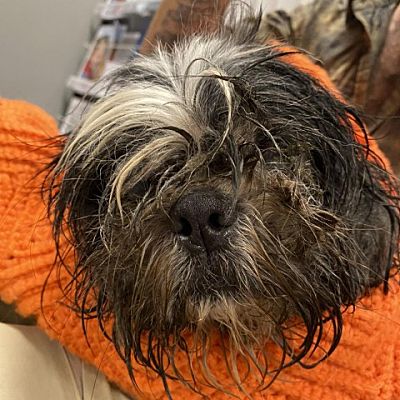 St. Louis, MO - Shih Tzu. Meet Farquad a Pet for Adoption - AdoptaPet.com