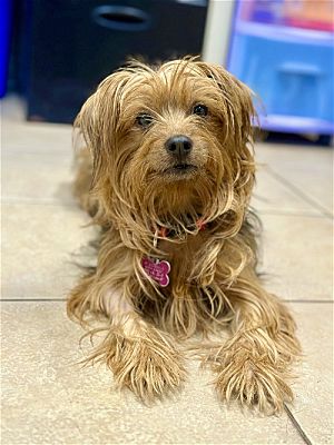 West Cornwall, CT - Yorkie, Yorkshire Terrier/Dachshund. Meet Lily a ...