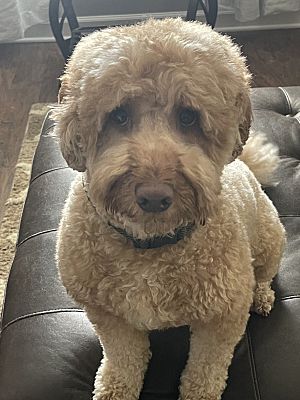 Riverview, FL - Goldendoodle. Meet Jaxxyon a Pet for Adoption ...