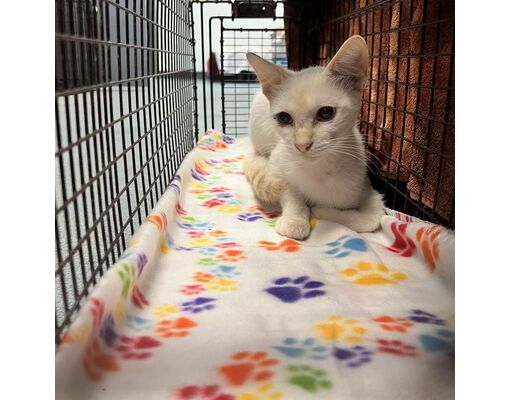 Edinburg, TX - Domestic Shorthair. Meet Alanis 4 a Pet for Adoption ...