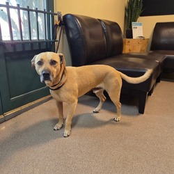 Pasadena, CA - Labrador Retriever/Mixed Breed (Medium). Meet Bandit a ...