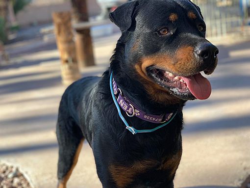 Gilbert, AZ - Rottweiler. Meet Hercules a Pet for Adoption - AdoptaPet.com