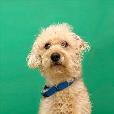 Parma, OH - Poodle (Miniature)/Labrador Retriever. Meet Theodore a Pet ...