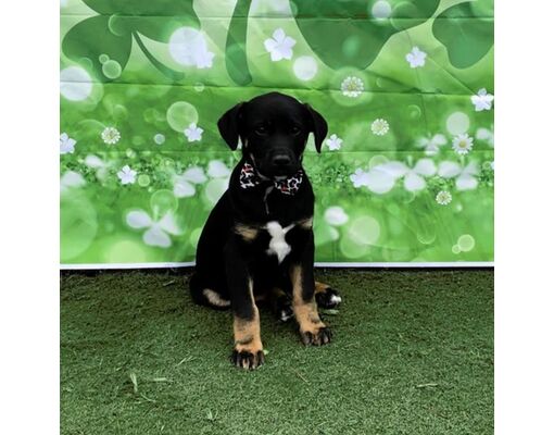 Shelby, NC - Border Collie. Meet JACKSON a Pet for Adoption - AdoptaPet.com