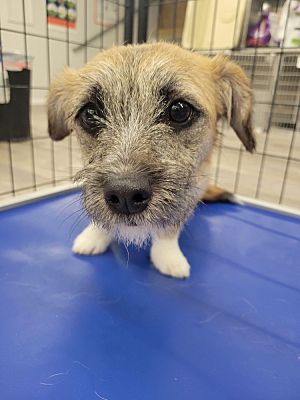 Cortez, CO - Jack Russell Terrier. Meet Theodore a Pet for Adoption ...
