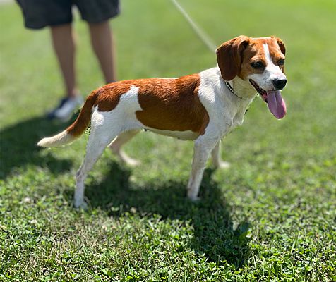 Tipton, IA - Beagle. Meet Graceland a Pet for Adoption - AdoptaPet.com