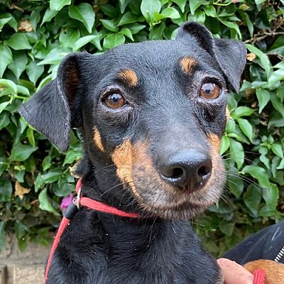 Costa Mesa, CA - Miniature Pinscher. Meet Archer a Pet for Adoption ...