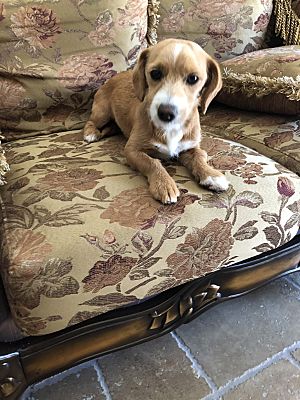 Simi Valley, CA - Chihuahua/Chihuahua. Meet Chico a Pet for Adoption ...