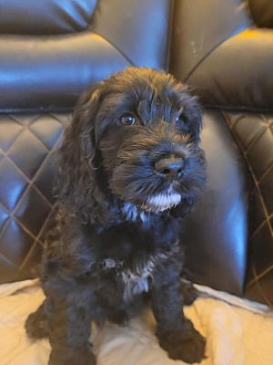 Hainesville, IL - Cockapoo/Poodle (Miniature). Meet Poker a Pet for ...