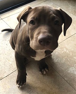 San Juan Capistrano, CA - American Staffordshire Terrier/Labrador ...