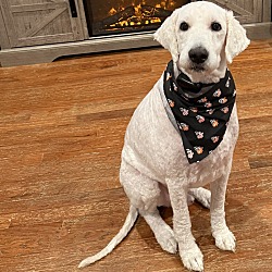 Woodbridge, NJ - Goldendoodle. Meet Simba a Pet for Adoption ...