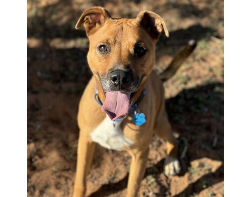 Kanab, UT - Boxer/Mixed Breed (Medium). Meet Hermes a Pet for Adoption ...