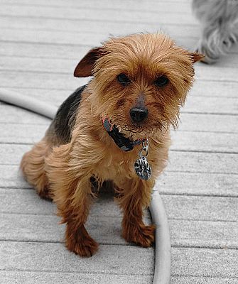 Newtown, PA - Yorkie, Yorkshire Terrier. Meet Amber a Pet for Adoption ...