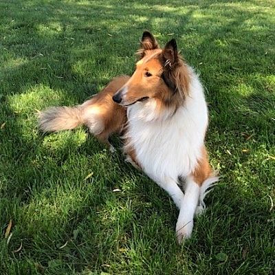 Dublin, OH - Collie. Meet Ruby (adoption pening) a Pet for Adoption ...