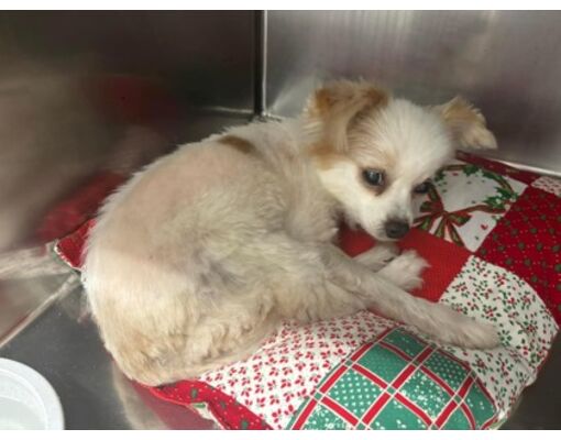 Monroe, MI - Pomeranian/Mixed Breed (Medium). Meet Bugs a Pet for ...