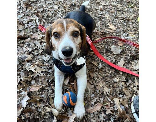 Harrisburg, PA - Beagle. Meet Ozzie a Pet for Adoption - AdoptaPet.com