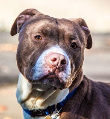 Port Washington, NY - Pit Bull Terrier. Meet Princess a Pet for ...