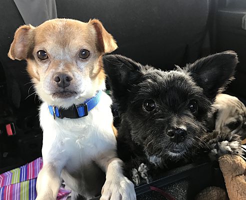 Renton, WA - Terrier (Unknown Type, Small). Meet Johnny & June a Pet ...