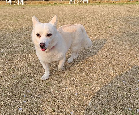 las vegas, NV - Corgi/Spitz (Unknown Type, Small). Meet Cherry a Pet ...