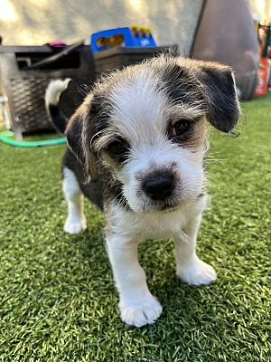 Thousand Oaks, CA - Shih Poo/Terrier (Unknown Type, Small). Meet Elton ...