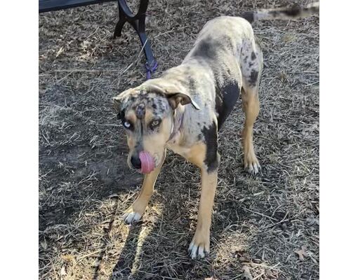 Kaufman, TX - Catahoula Leopard Dog. Meet Oakley a Pet for Adoption ...