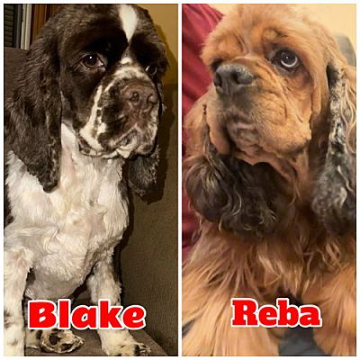 Flushing, NY - Cocker Spaniel. Meet BLAKE AND REBA (Bonded Pair) a Pet ...