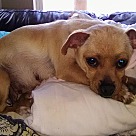 Boston Terrier Puppies - Boston Terrier Rescue and Adoption