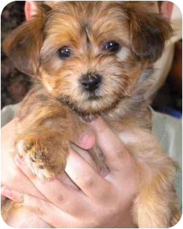 Orange, CA - Yorkie, Yorkshire Terrier. Meet Caramel a Pet for Adoption.